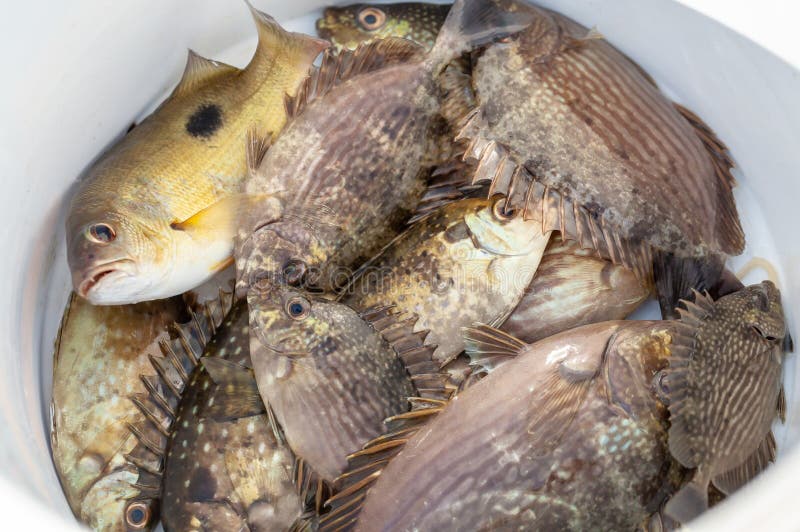 Group of Fish in a Tank in a Fish Market.selective Focus. Stock Image ...