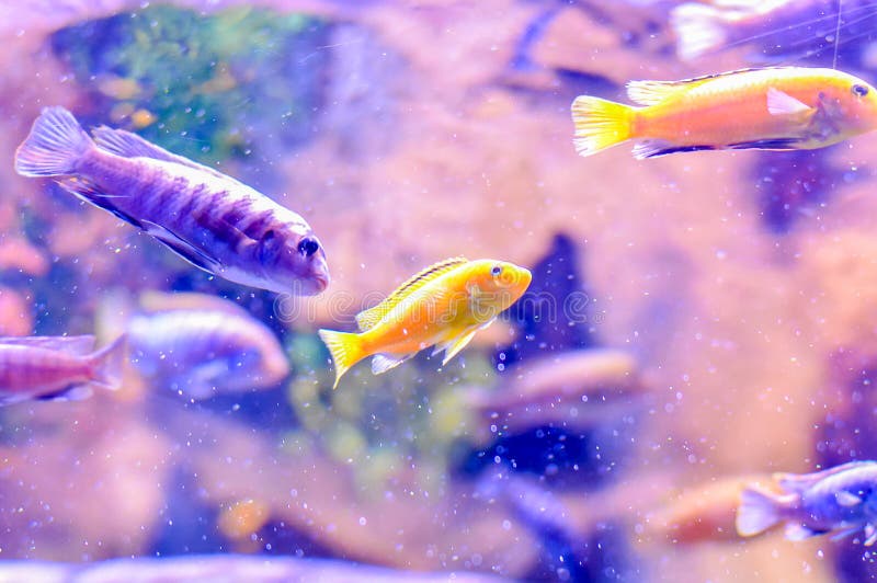 A Group of Fish in a Tank, One of Which is Yellow Stock Photo - Image ...