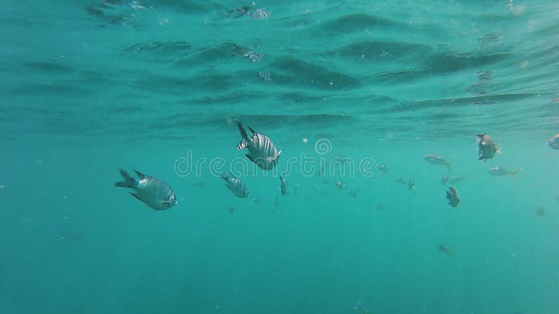Group Fish Underwater Philippine Sea. Stock Footage - Video of aquatic ...