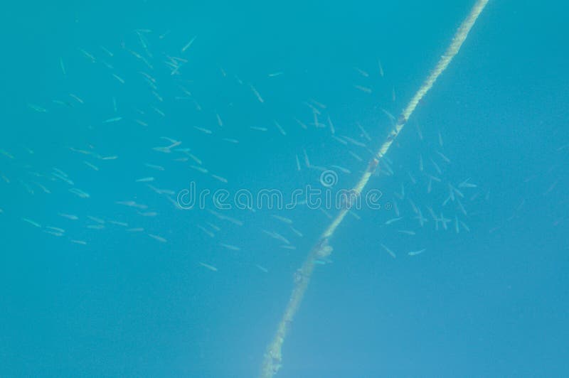 Group of fish underwater stock photo. Image of ocean - 46176870