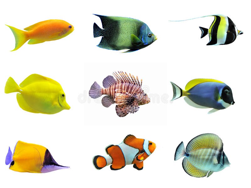 Group of fishes stock photo. Image of clownfish, close - 15057928