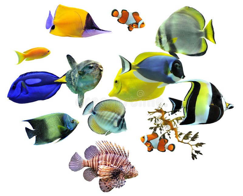 Group of fishes stock photo. Image of clownfish, close - 15057928