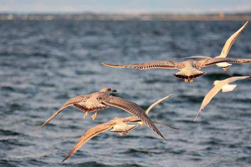 Birds Flying in Group at the Sea Stock Image - Image of morning ...