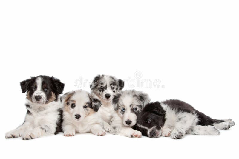 Group of five dogs stock image. Image of group, arrangement - 23180759
