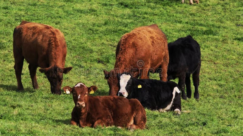 A Group of Five Cows in a Green Field, Some Grazing, Some Resting Stock ...