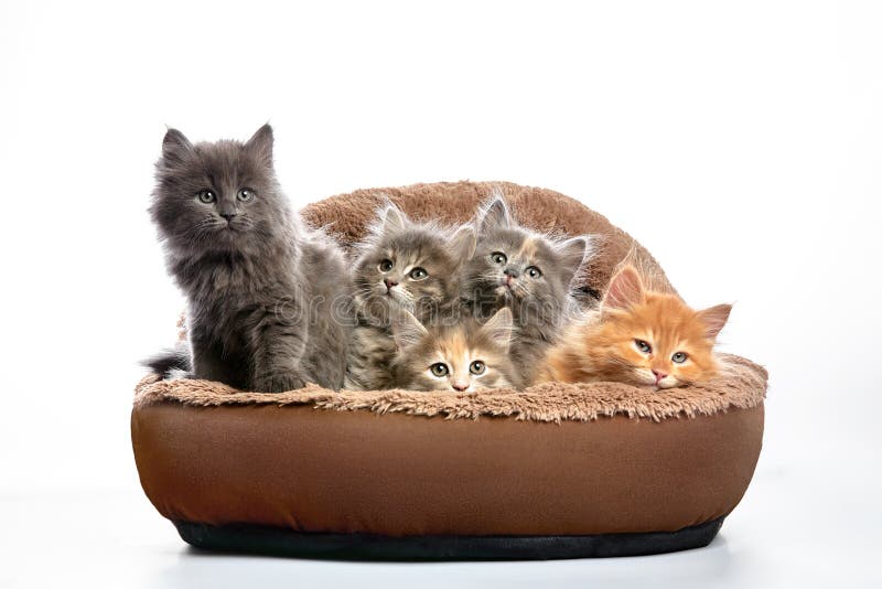 Group of Five Different Colored Kittens Together Resting Inside of ...