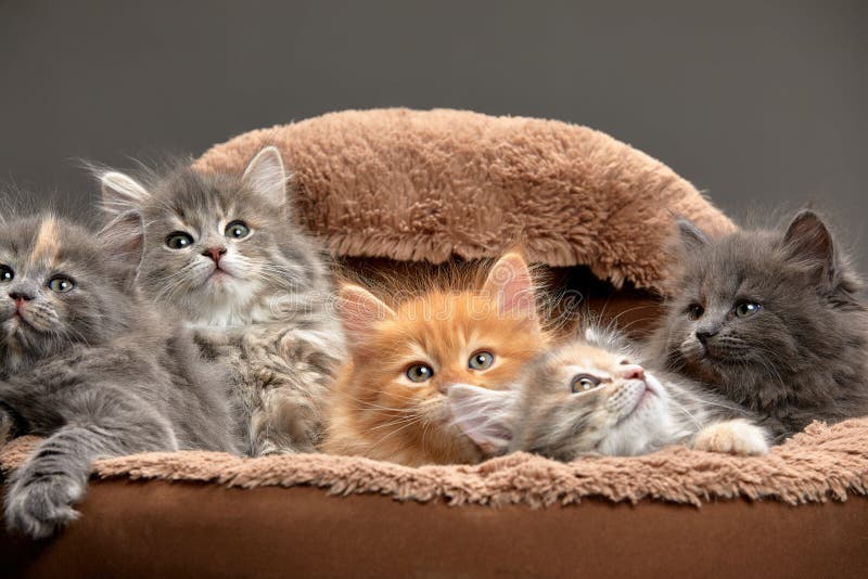 Group of Five Different Colored Kittens Together Resting Inside of ...