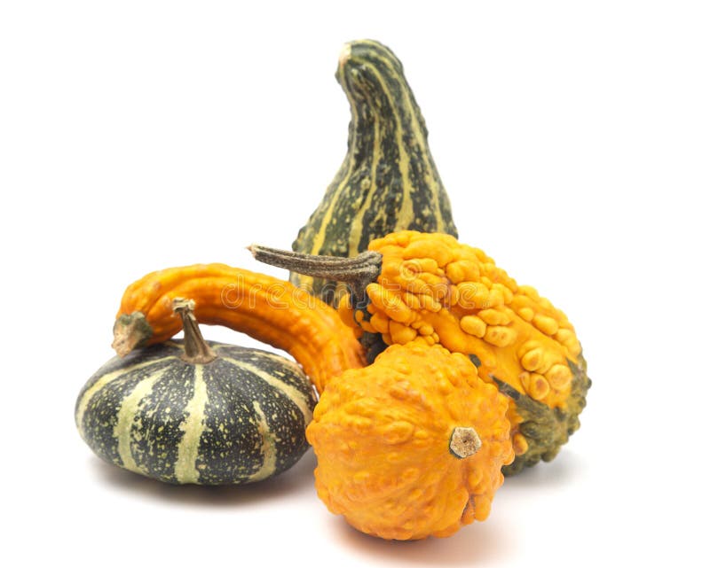 Group of Five Different Gourds on a White Background Stock Image ...