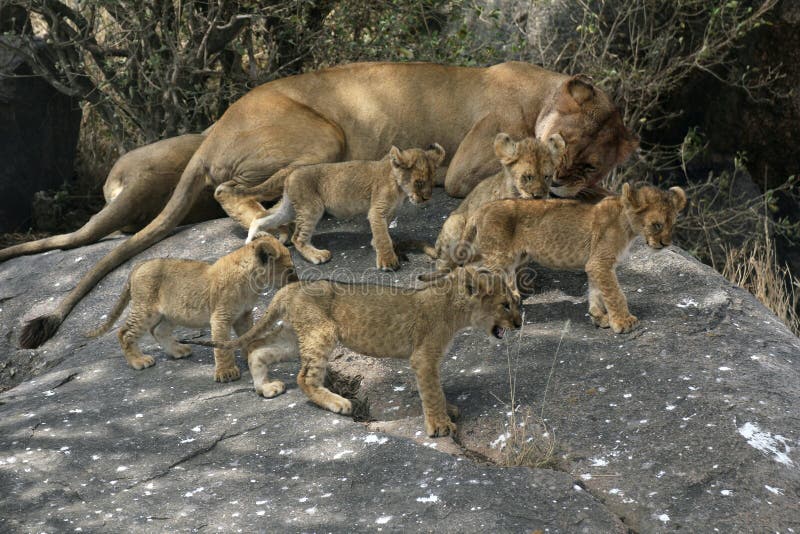 Group of five lion cubs stock image. Image of animals - 62468267