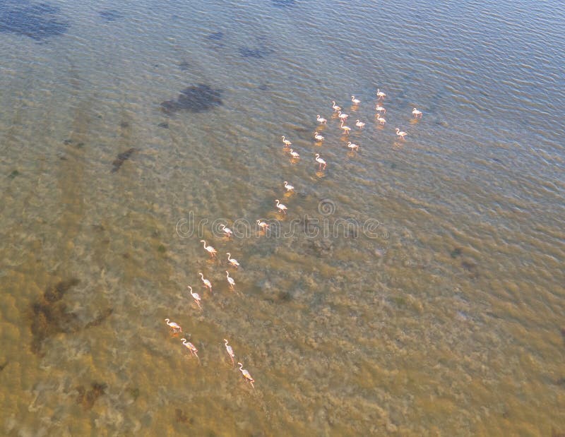 Group of Flamingos Birds from Aerial View Stock Image - Image of ...