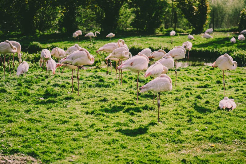Group of Flamingos stock image. Image of beautiful, feathers - 146828571
