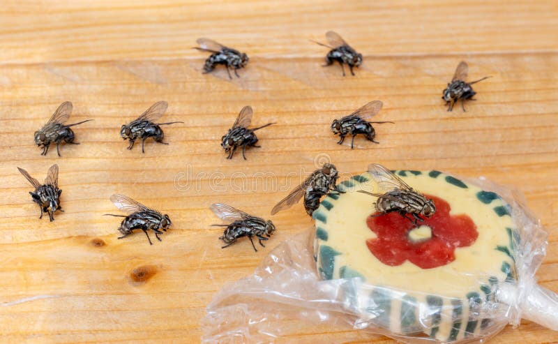 A Group of Flies Stand in a Queue for Licking a Lollipop. Stock Image ...