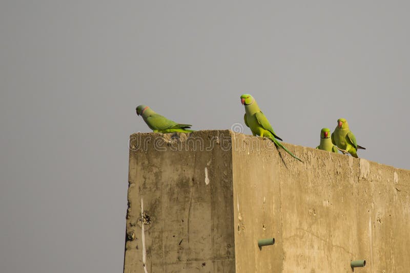 Small Flock of Rose Ringed Parakeets Stock Photo - Image of bird, flock ...