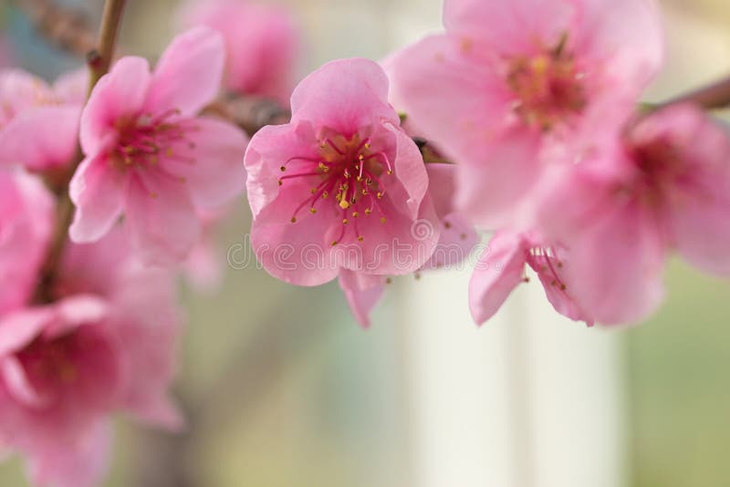 Group of flower nectarines stock photo. Image of spring - 50847532