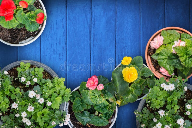 Group of Flower Pot on Wood Floor Stock Photo - Image of creative ...