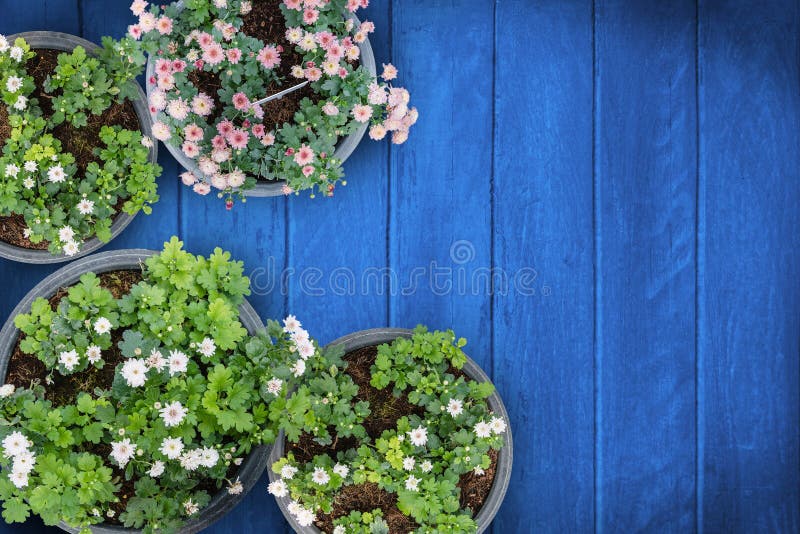 Group of Flower Pot on Wood Floor Stock Photo - Image of building ...