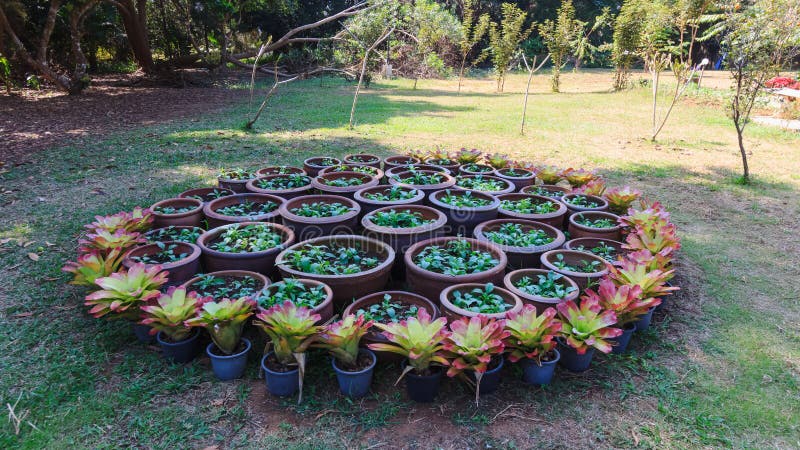 Group of flower pots stock photo. Image of hobby, flowers - 106539774