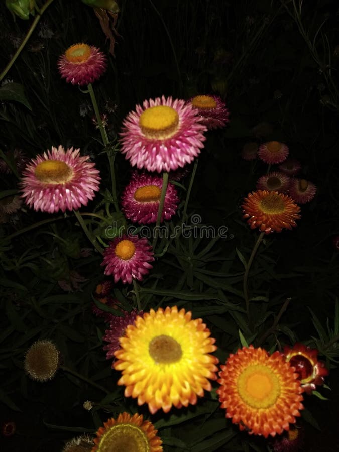 Group of flowers stock photo. Image of love, colour - 169490834