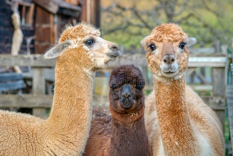 Group of fluffy alpacas stock image. Image of pasture - 203451951