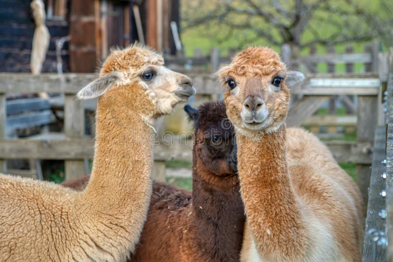 Two fluffy alpacas stock image. Image of head, wool, furry - 41690847