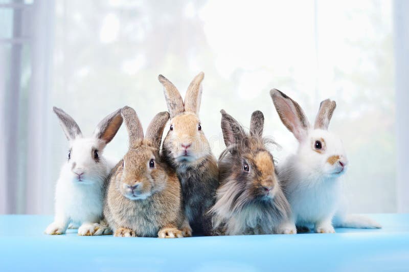 Fluffy Bunny,young Adorable Rabbits Lying on Blue Floor Stock Photo ...