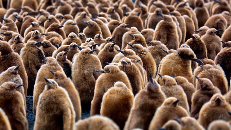 Group of Fluffy Small Brown Penguins in South Georgia Stock Photo ...
