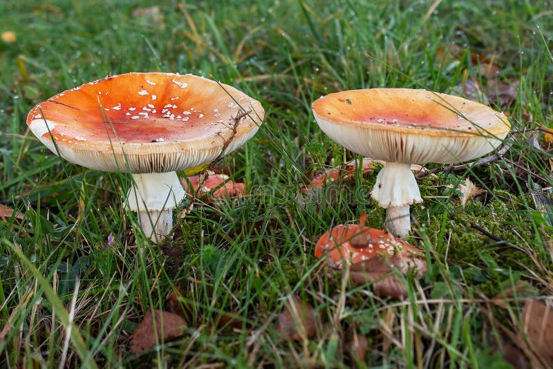 Group of Fly Agarics Together Stock Photo - Image of season, autumn ...