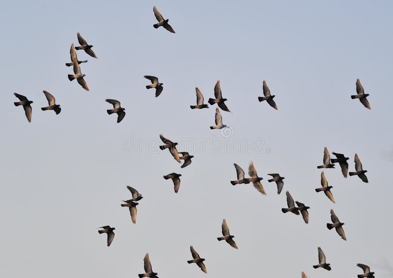Group of Flying Birds in Sky Stock Photo - Image of life, birds: 265360772