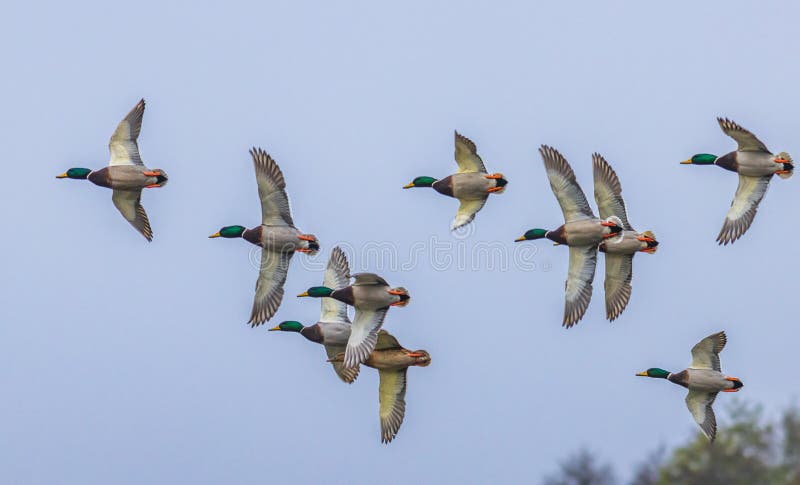 Group of Flying Ducks with Blue Sky Background Stock Image - Image of ...
