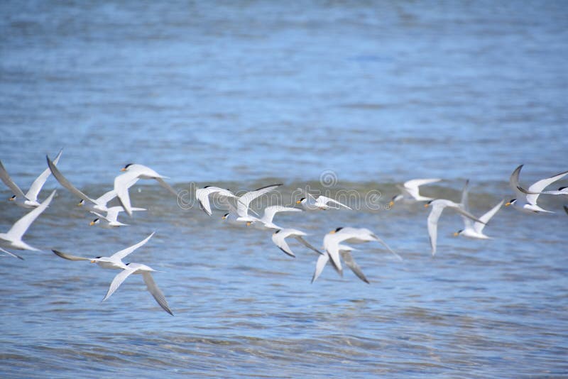 Group of Plovers Flying Just Above the Sea Stock Image - Image of ...