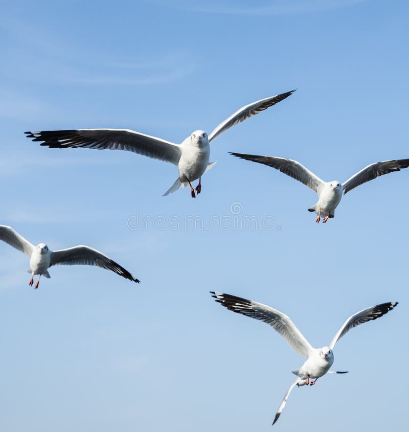 Group of flying seagull stock image. Image of freedom - 37778297