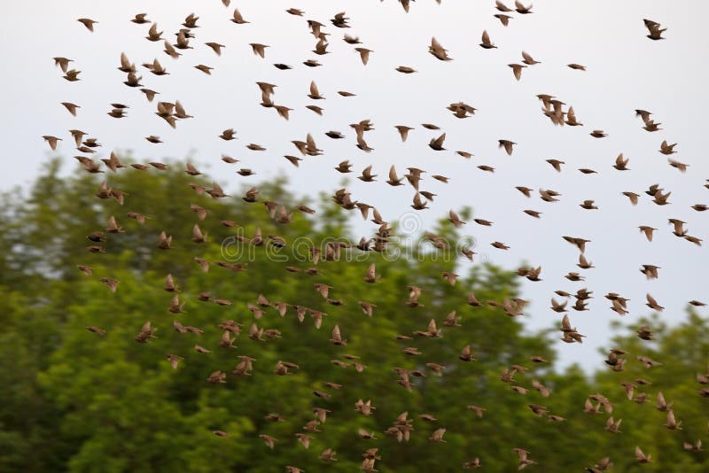 Group of flying starlings stock image. Image of flight - 41444369
