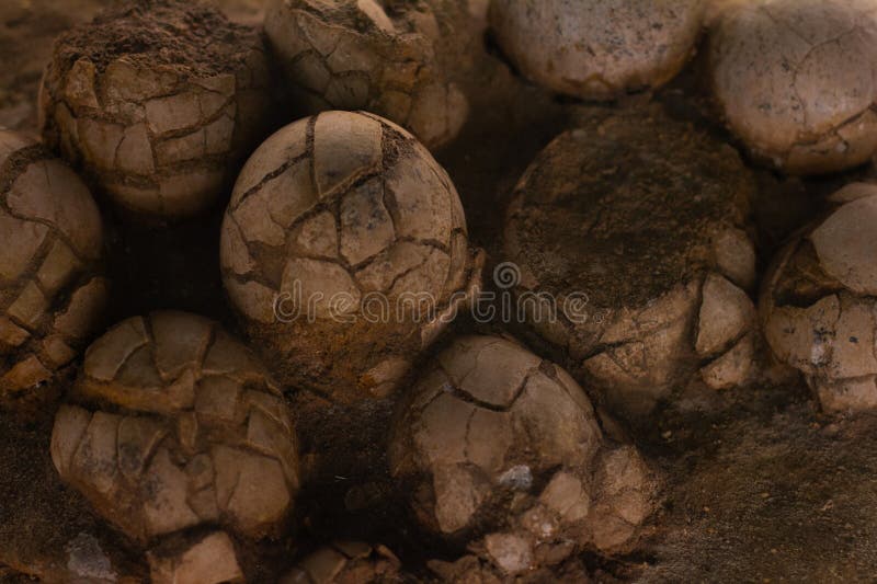 A Group of Fossilized Dinosaur Eggs Display Intricate Cracks and ...