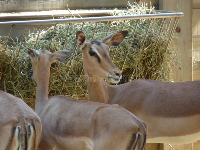 A Group of Four Back Impalas Eating in Their Enclosure Stock Image ...