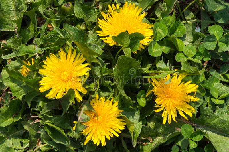A Group of Four Dandelions in Spring Stock Photo - Image of summer ...