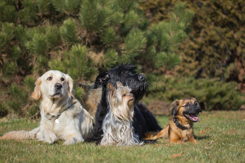 A Group of Four Dogs of Different Breeds Stock Photo - Image of funny ...