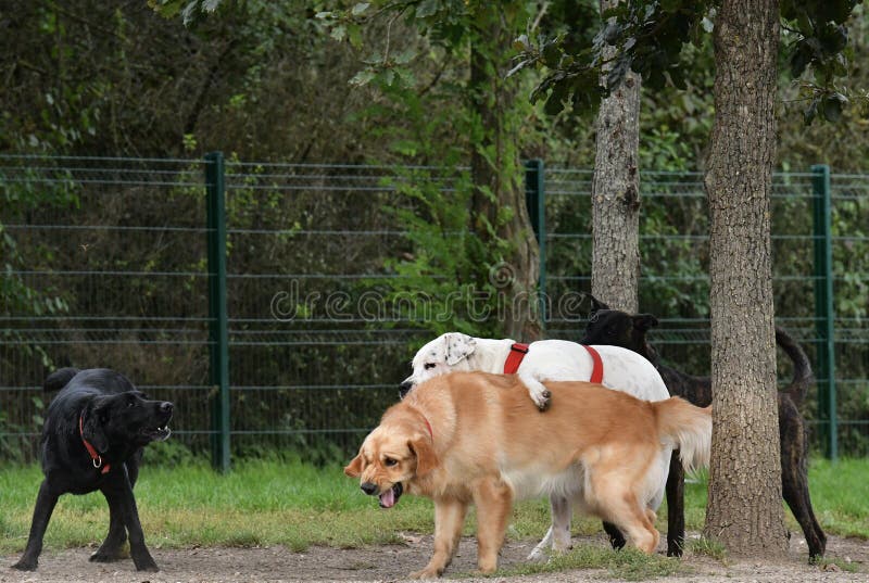 Group of Four Dogs Resting in the Park Stock Image - Image of closeup ...