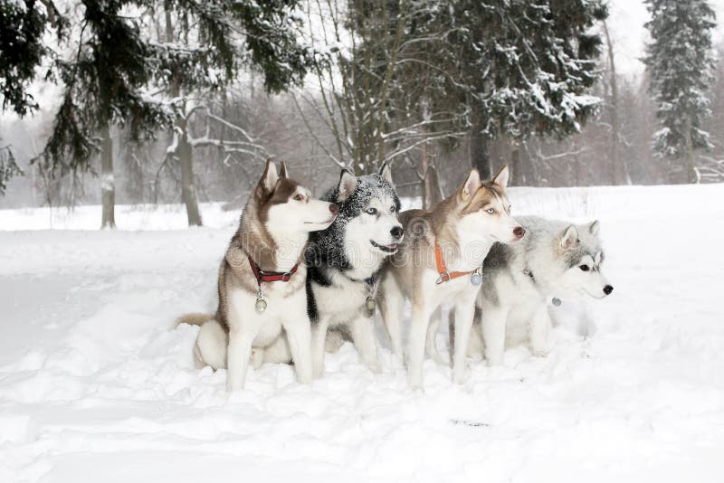 Group of Four Dogs in the Snow Drifts. Husky Stock Image - Image of ...