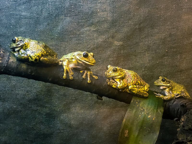 A Group of Four Frogs Rest on a Tree Branch. Stock Photo - Image of ...