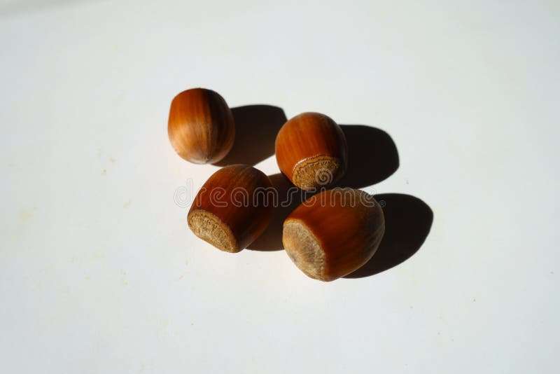 Group of 4 Fully Ripe Unpeeled Hazelnuts Stock Image - Image of entire ...