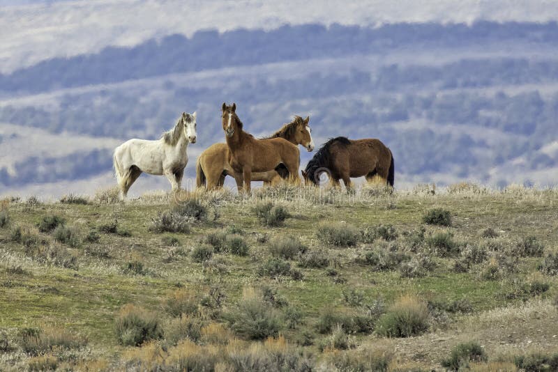 A Group of Four Mustangs Standing Stock Photo - Image of group, horses ...