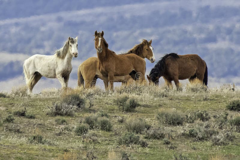 A Group of Four Mustangs Standing Stock Photo - Image of wild, mustangs ...