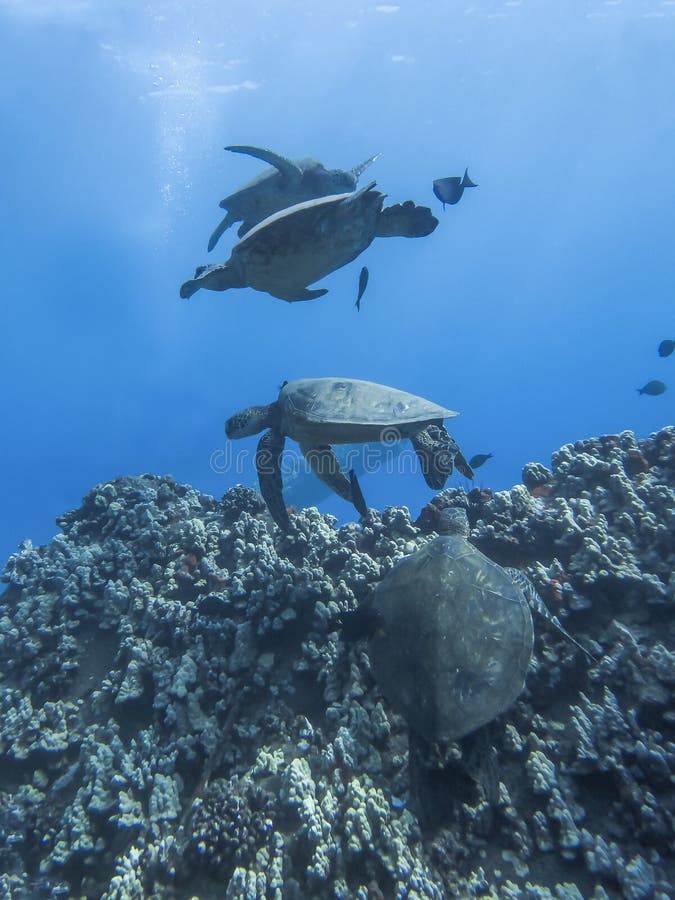 Group of Four Sea Turtles Swimming in Ocean Water Stock Photo - Image ...
