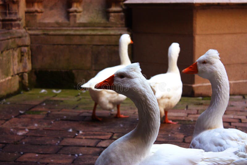A Group of Four White Goose Stock Image - Image of yardn, nature: 108644843