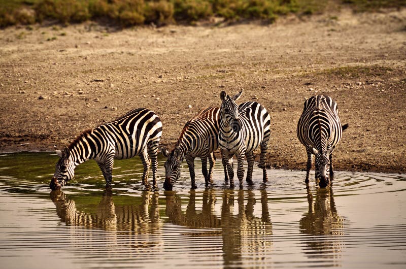 Group of Four Zebras Drinking Water from a Pond in Kenya Stock Image ...