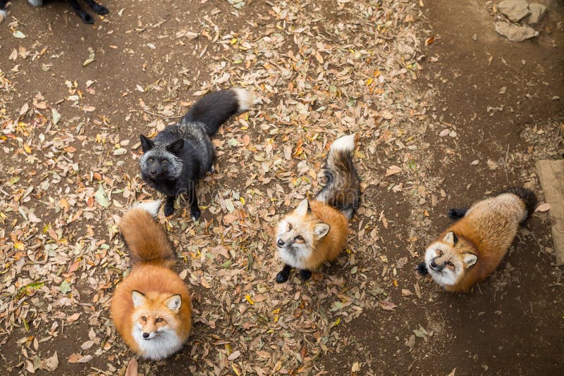 Group of Fox Looking for Food Stock Photo - Image of animal, badge ...