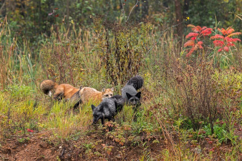 Group of Fox (Vulpes Vulpes) Run through Weeds Stock Photo - Image of ...