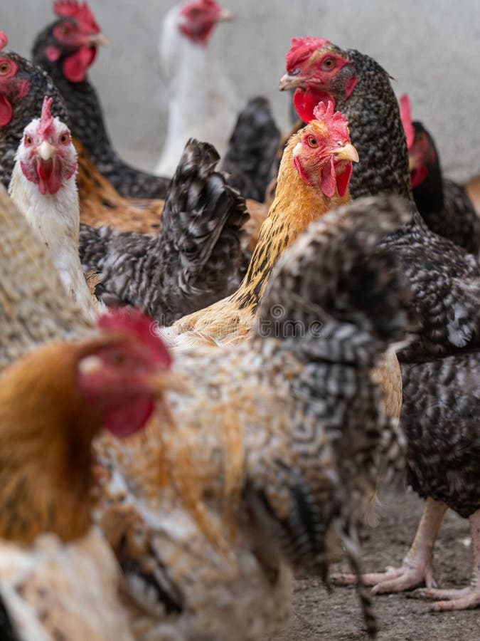 A Group of Chickens are Standing in Front of a Fence. Stock Photo ...