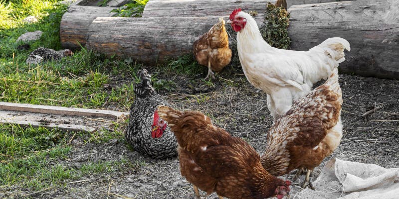 A Group of Free Range Chickens Eating on a Farm Stock Image - Image of ...