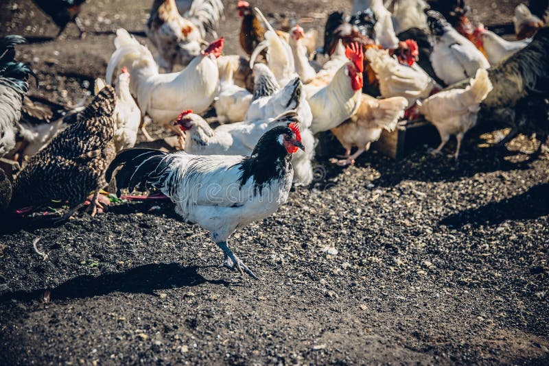 Group of Free Range Chickens Grazing at a Farm Stock Photo - Image of ...